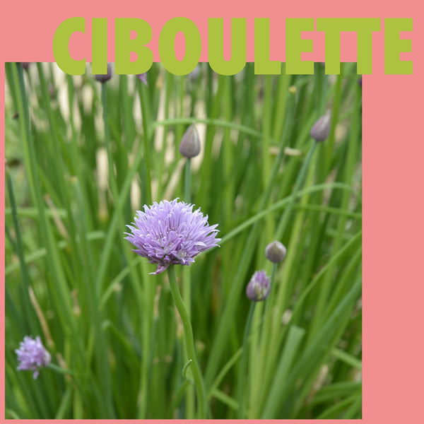 Ciboulette – La Centrale