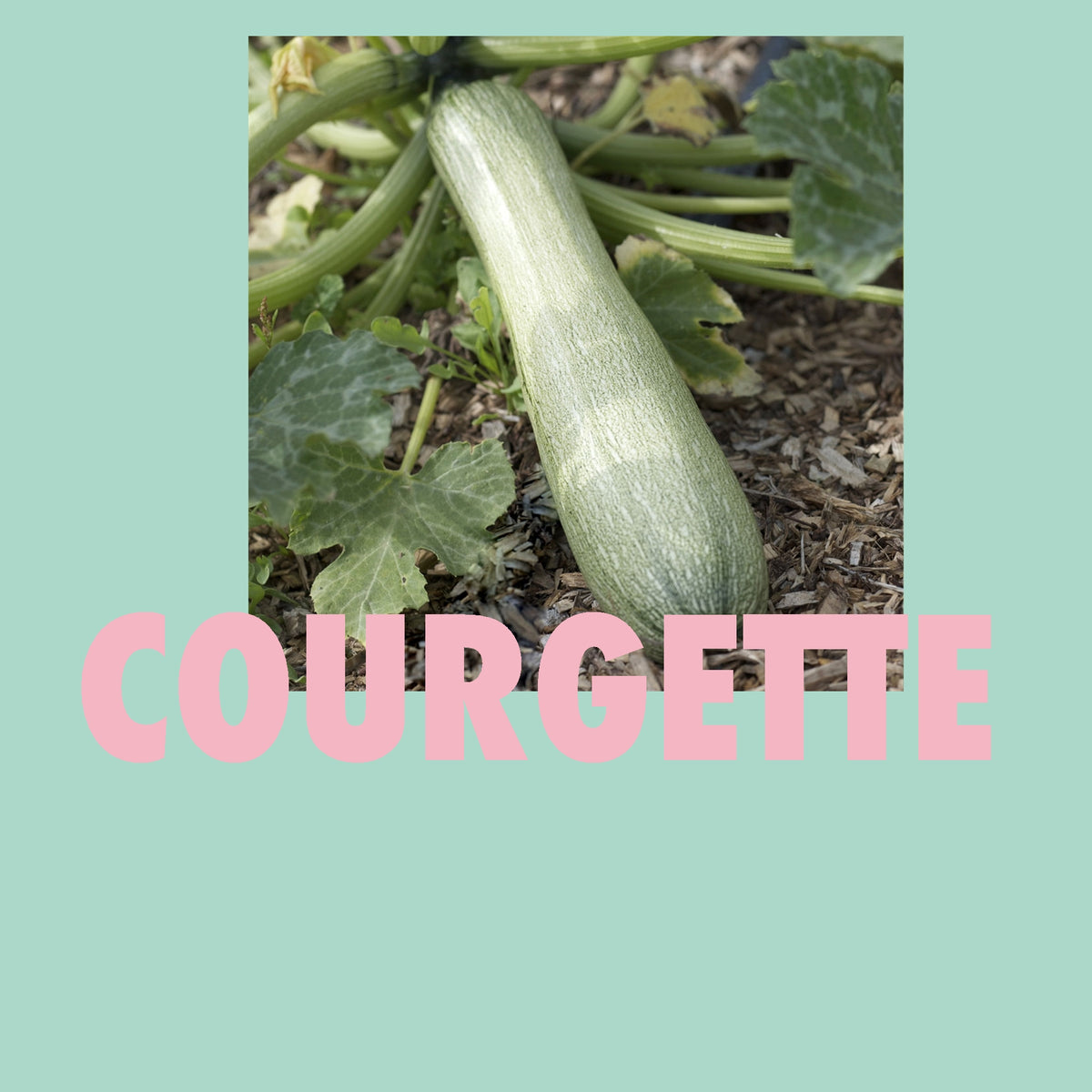 Courgette verte – La Centrale